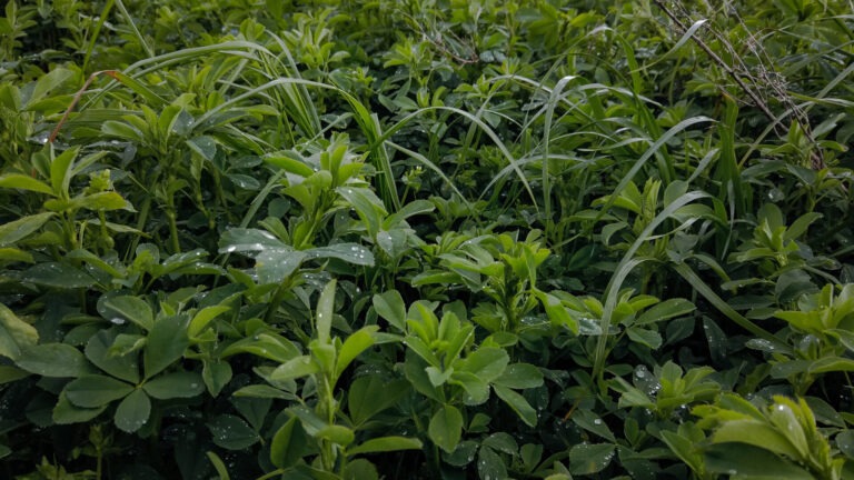 Forage Seed Mixes | Quality Seeds