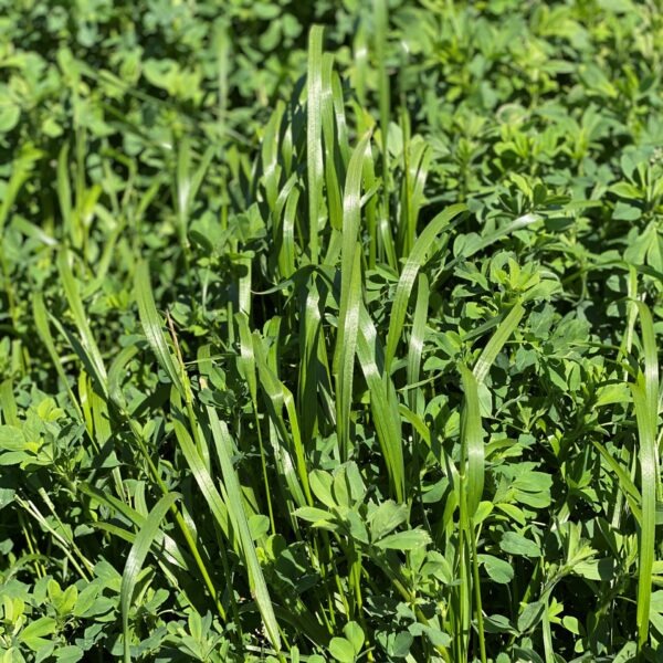 Forage Mixes Archives | Page 3 of 4 | Quality Seeds