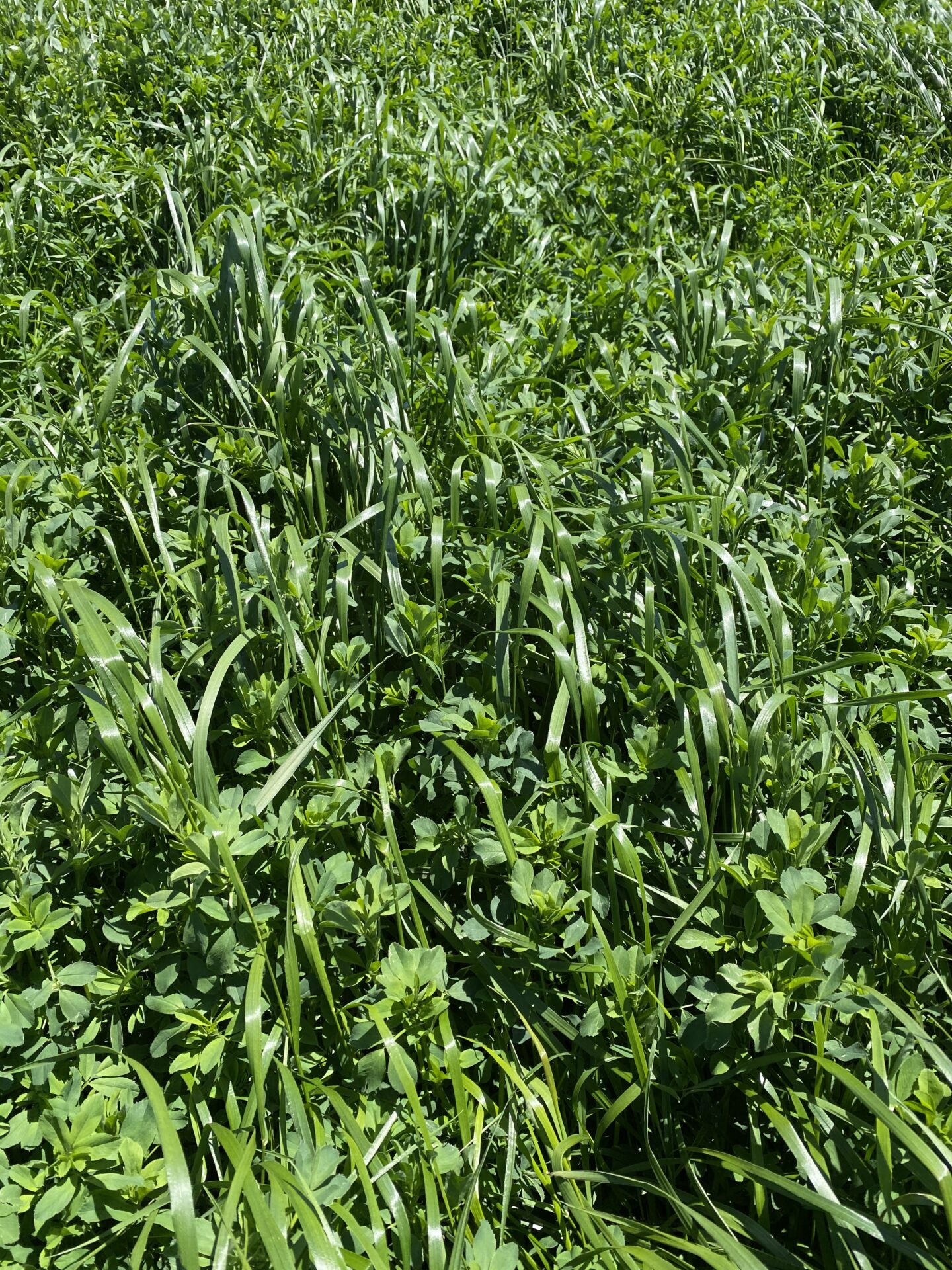 Forage Seed Mixes | Quality Seeds