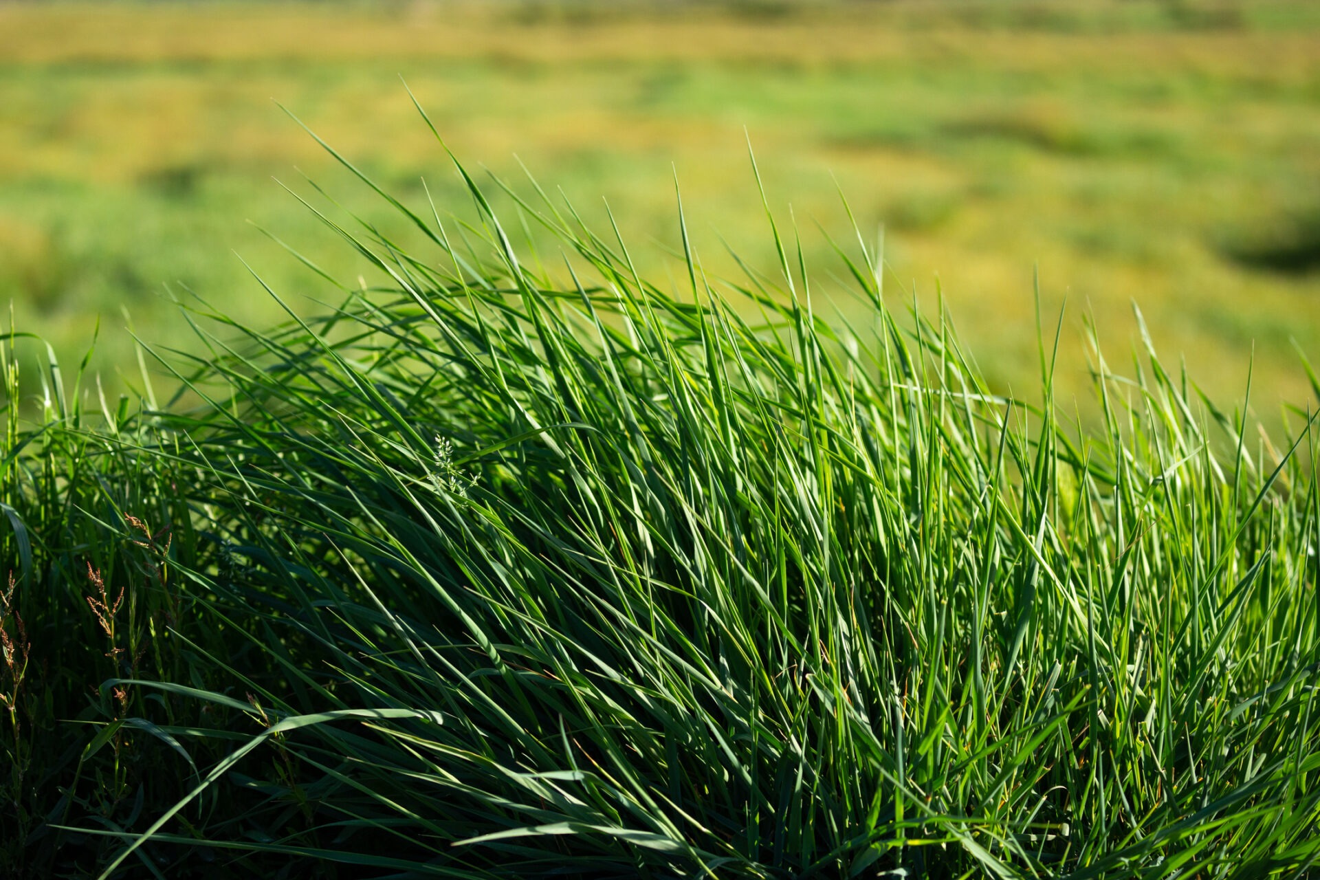 Ryegrass Seeds | Quality Seeds