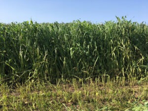 Summer Seeding Oats & Oat-Pea Mixtures For Extra Forage | Quality Seeds